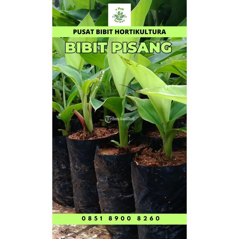 Bibit Pisang Raja Jogja di Gunung Kidul - Tribun JualBeli