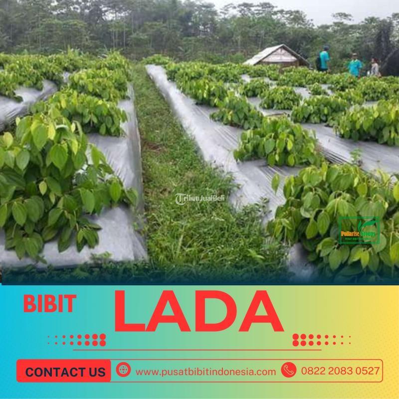 Pusat Bibit Lada Perdu di Pati - Tribun JualBeli