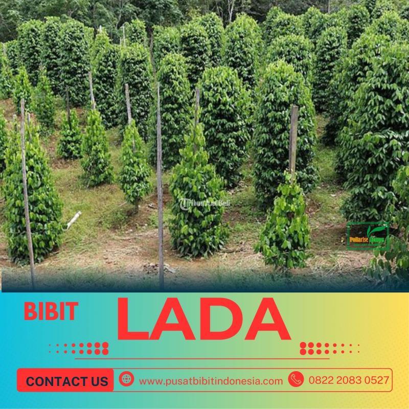 Pusat Bibit Lada Perdu di Pati - Tribun JualBeli