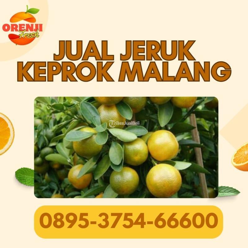 Toko Jeruk Siam Batu di Malang - Tribun JualBeli