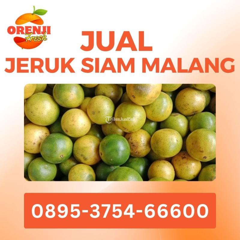 Toko Jeruk Keprok di Batu Malang - Tribun JualBeli