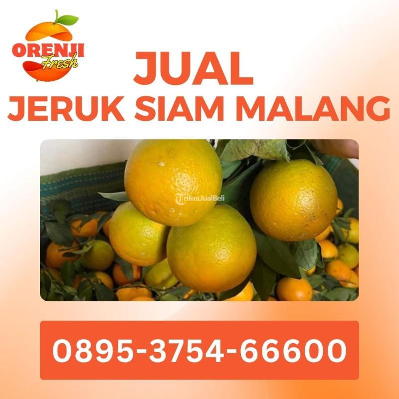 Toko Jeruk Keprok di Batu Malang - Tribun JualBeli