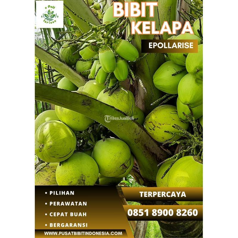 Supplier Bibit Kelapa Genjah Entok di Magetan - Tribun JualBeli