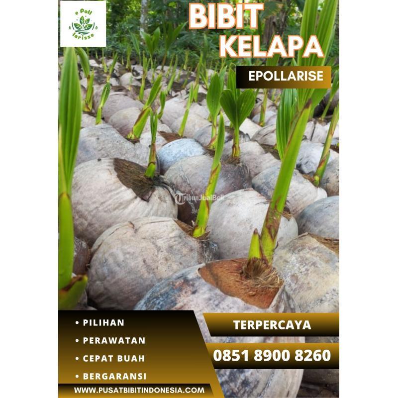 Supplier Bibit Kelapa Genjah Entok di Magetan - Tribun JualBeli