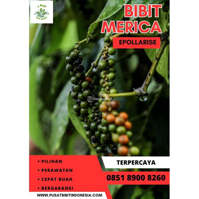 Jual Bibit Polybag Lada di Malang - Tribun JualBeli