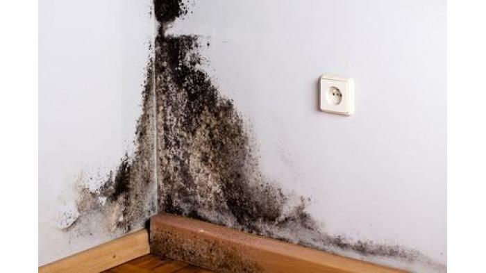 Dinding Rumah Gampang Lembab Saat Musim Hujan? Cegah dengan 5 Cara Ini ...