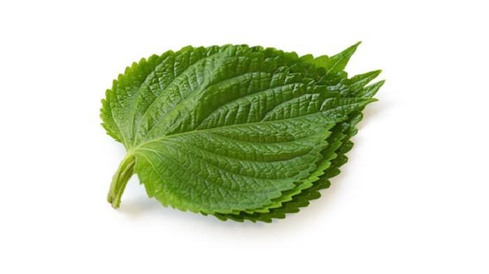 Berbagai Kandungan dan Manfaat Daun Perilla untuk Kesehatan Tubuh ...