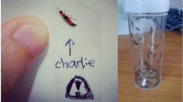 Ramai di Medsos Semut Beracun, Ini Fakta-fakta Semut Charlie Serangga ...