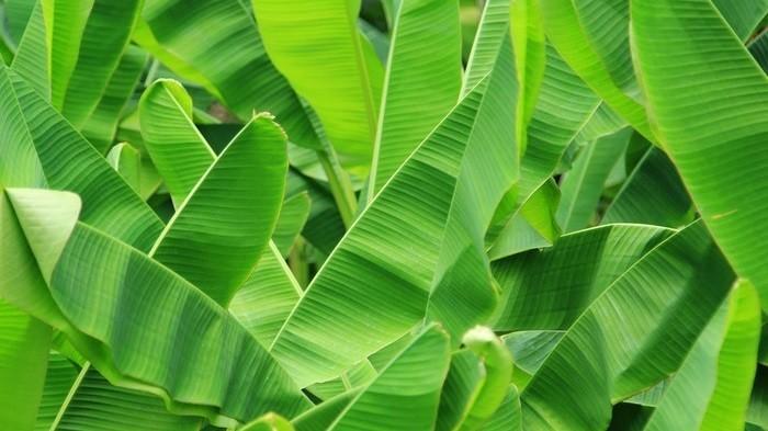 Selain Jadi Bungkus Makanan Ini 8 Manfaat Daun Pisang Untuk Kesehatan