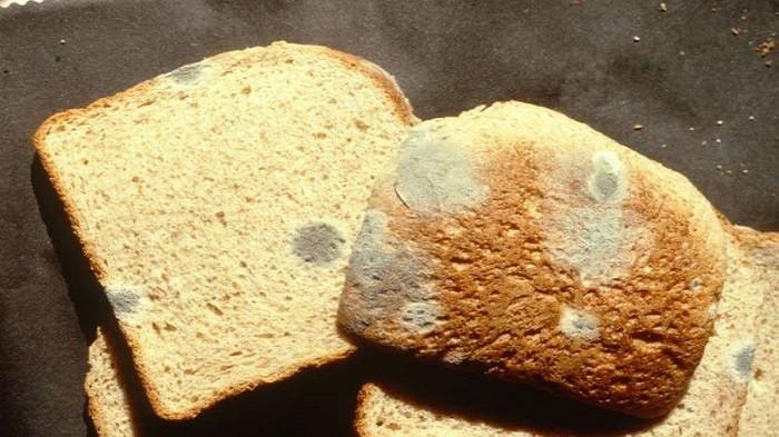 4 Ciri Makanan yang Sudah Basi, Jangan Dikonsumsi Lagi Berbahaya Bagi ...