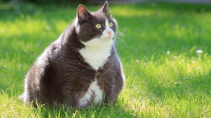 Sebelum Menimbulkan Penyakit, Begini cara Mengatasi Kucing yang Alami ...