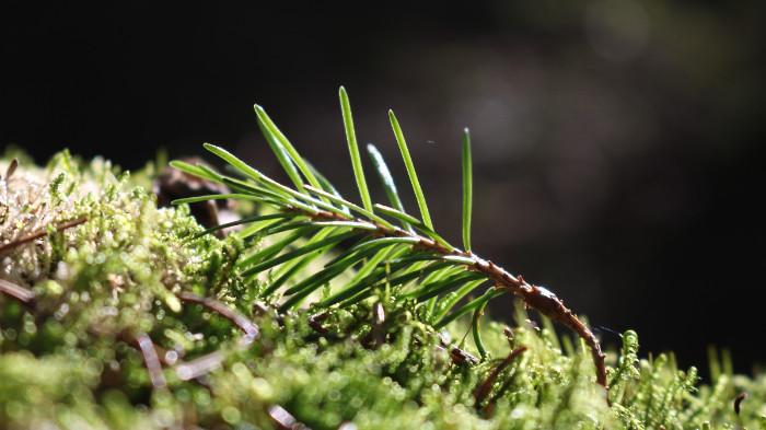 5 Cara Ampuh Basmi Rumput Liar dengan Bahan Alami, Tak Perlu Capek ...