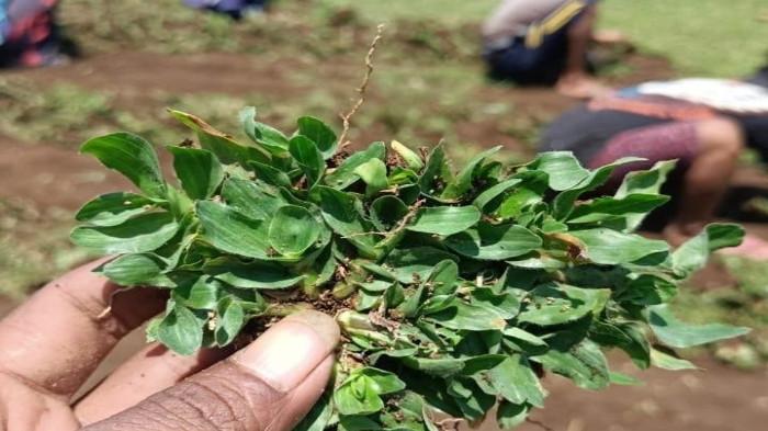 10 Jenis Rumput Hias yang Cocok untuk Taman Rumah - Blog TribunJualBeli.com